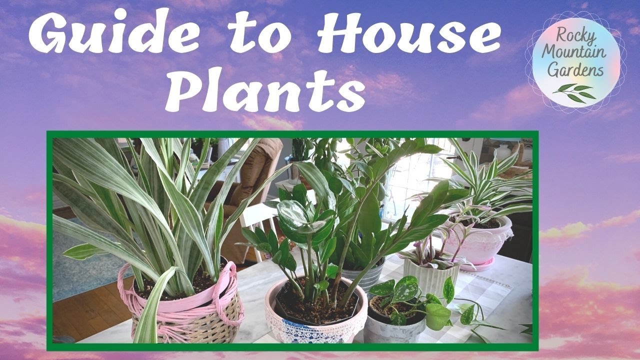 EASY House Plants for Beginners ~ What I Recommend and How to Care for ...
