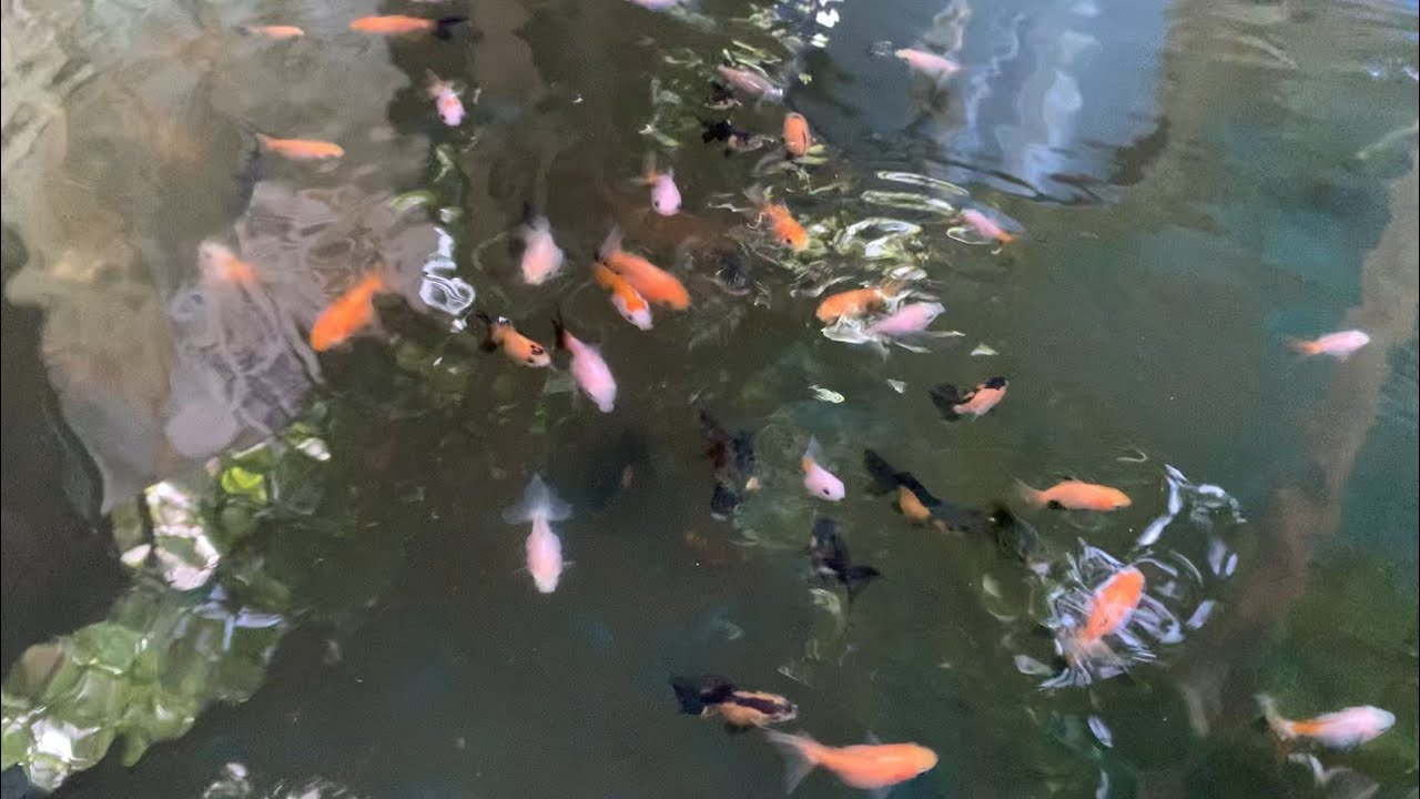 Goldfish Farming Update - kamusta na mga goldfish sa ating mini farm ...