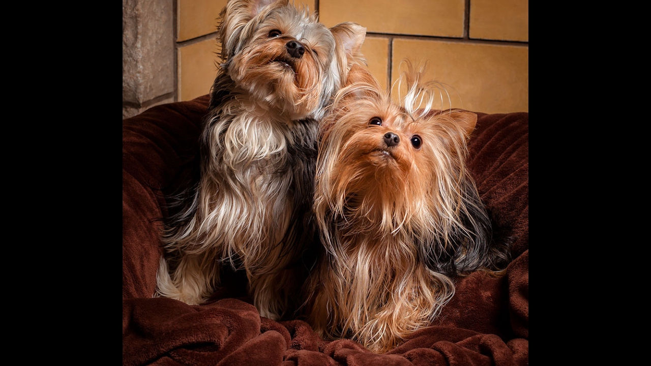 How I pose Yorkies at home for photos - YouTube