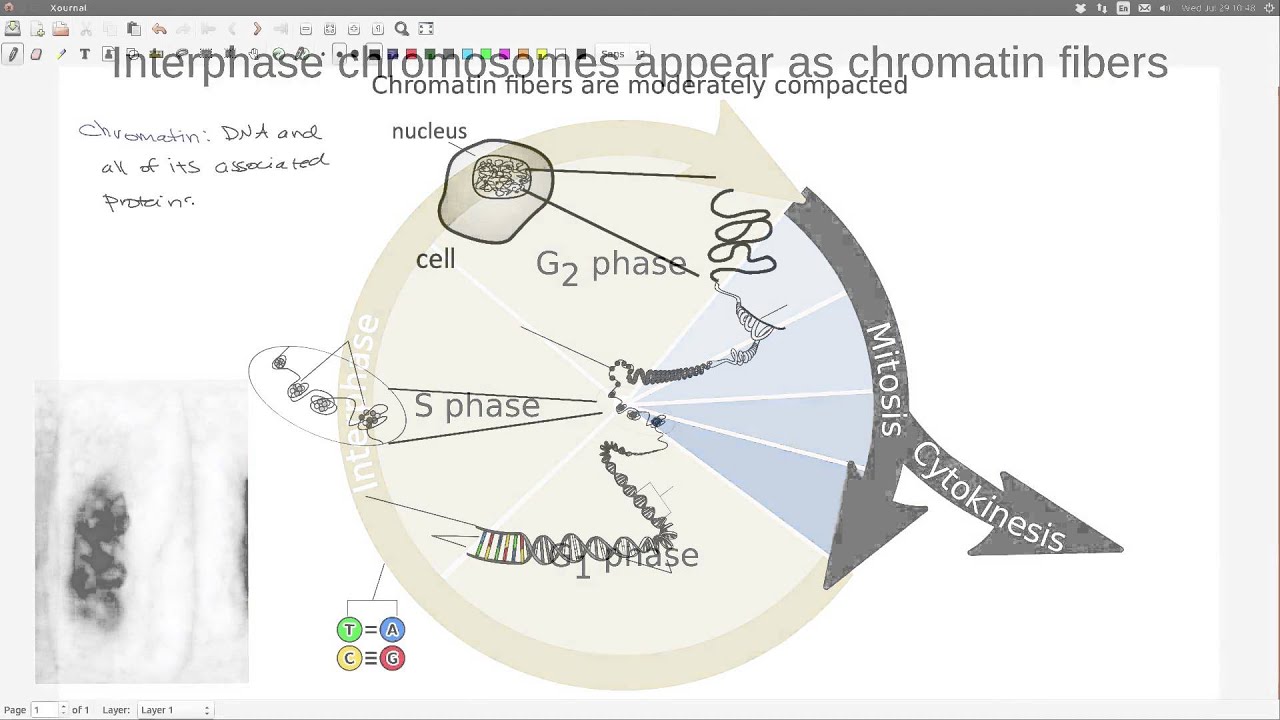Chromosome structure during the cell cycle - YouTube