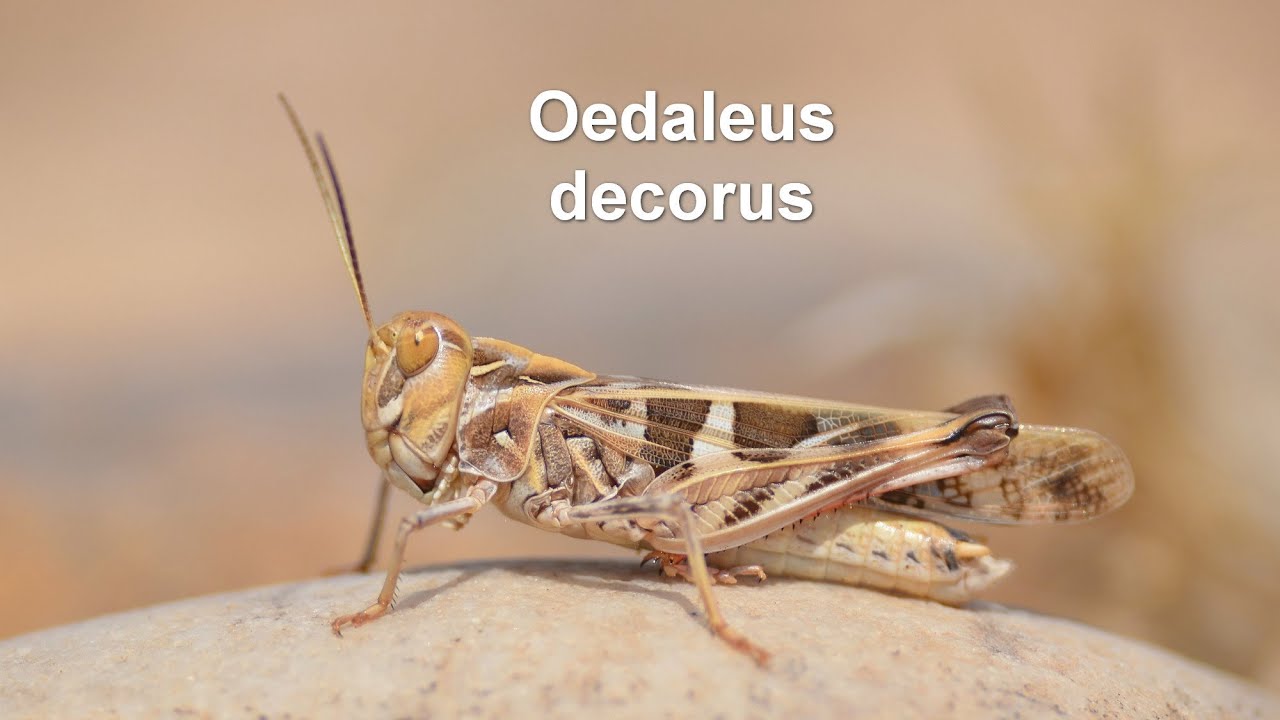 Oedaleus decorus -- Kreuzschrecke -- Handsome Cross Grasshopper - YouTube