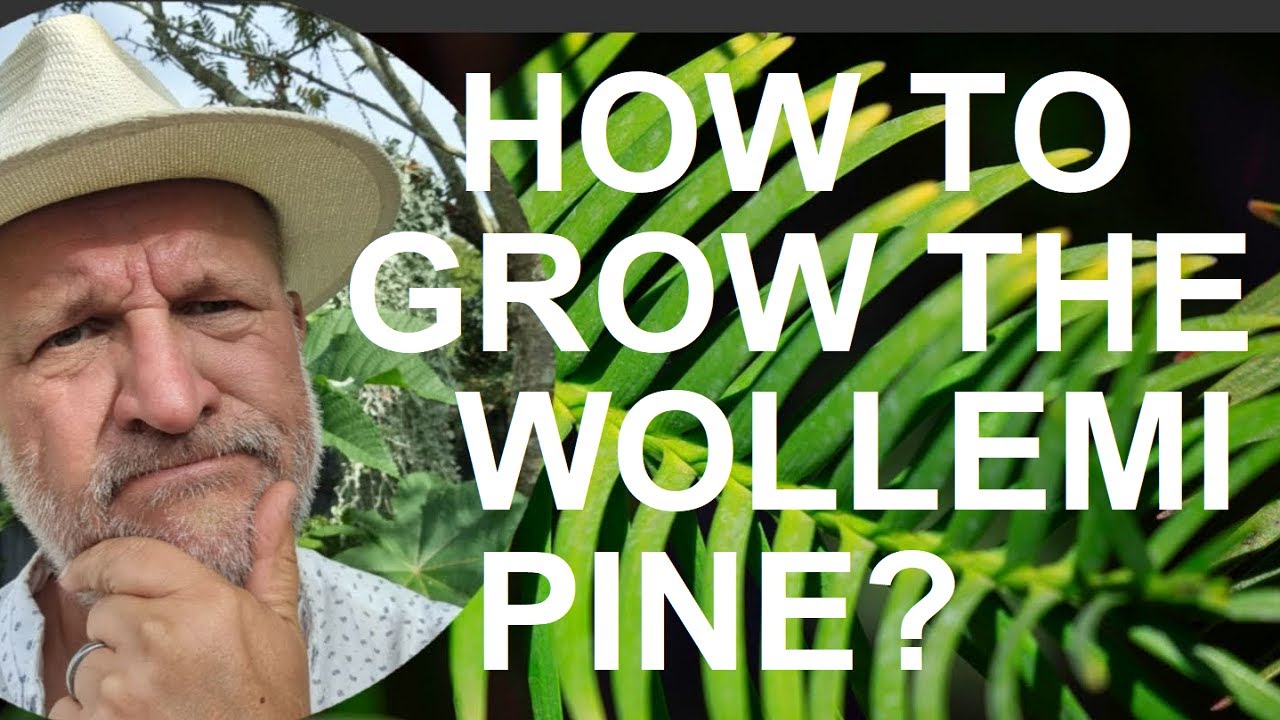 How To Grow The Wollemi Pine Wollemia Nobilis YouTube how-to-grow-the-wollemi-pine-wollemia-nobilis-youtube