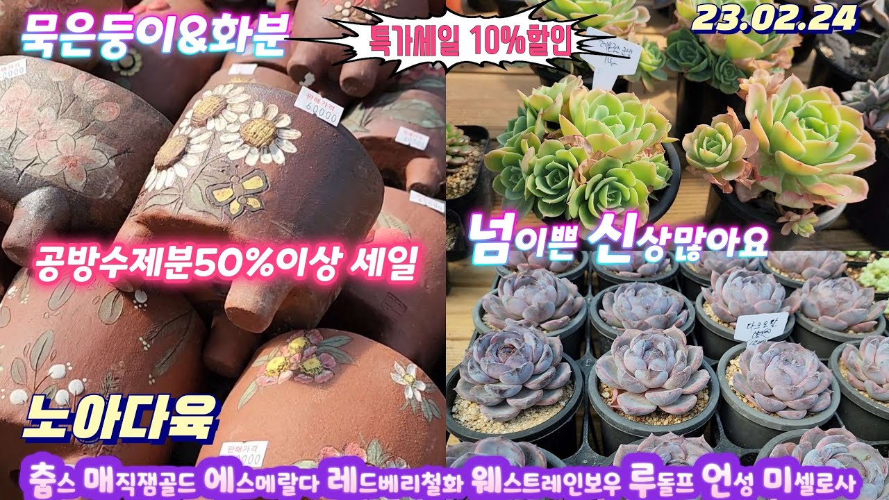 노아다육4탄묵둥이공방분50특가세일다크오팔프리티우먼아모르파티블루파우더멘도사먼로철화링구아스펄본베르크금와인피치금