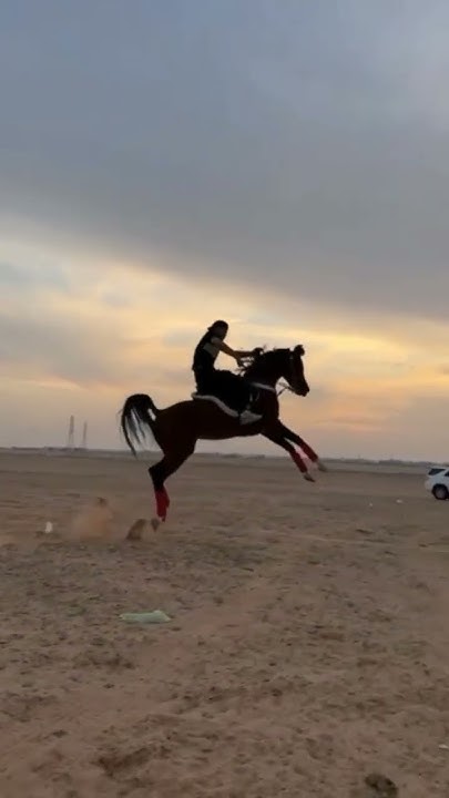 Arabian horse jumping |Arabian horse #shorts - YouTube