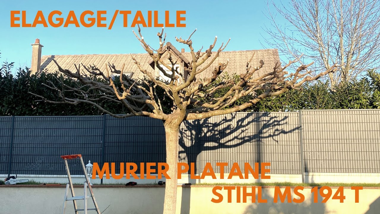 Elagage/Taille de mon murier platane, STIHL MS 194 T - YouTube