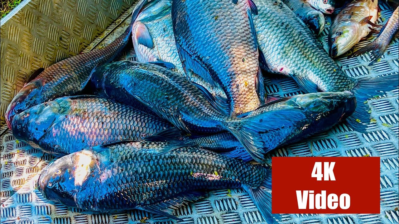Unbelievable! Giant 10Kg Calta Fish Cutting in a Sri Lankan Village ...