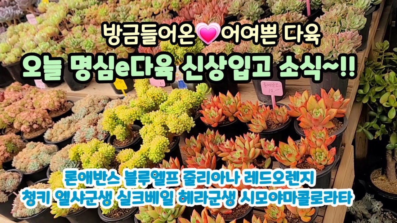 명심e다육에 방금들어온 신상다육 소식드려요 론애반스 사이즈좋은 시모야마콜로라타 풍성한줄리아나 아리엘철화 레몬베리 꽃이예쁜