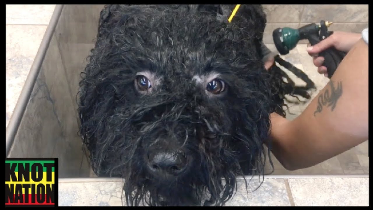 Ziggy The Puli Gets Bathed - YouTube