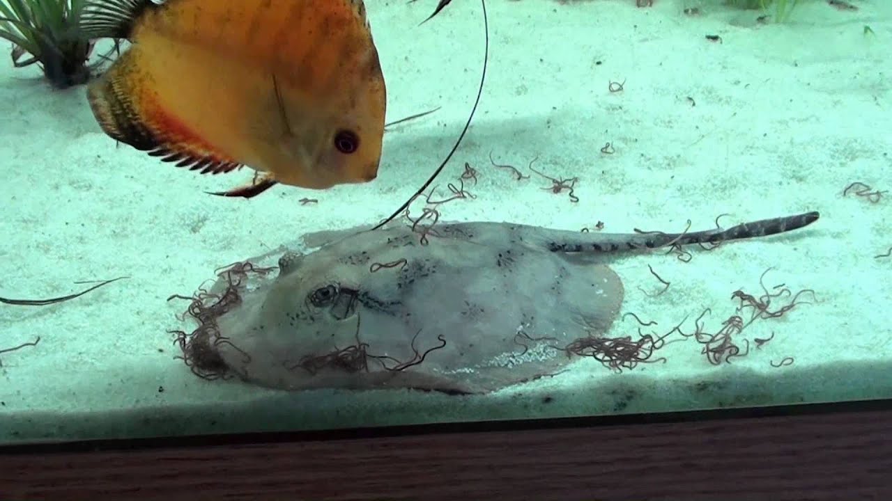Retic and Hystrix stingray pups - YouTube