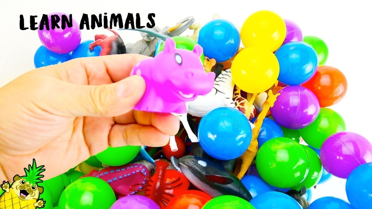Learn Animas In Ball Pit with Real Animal Footage by Puggy Pineapple ...