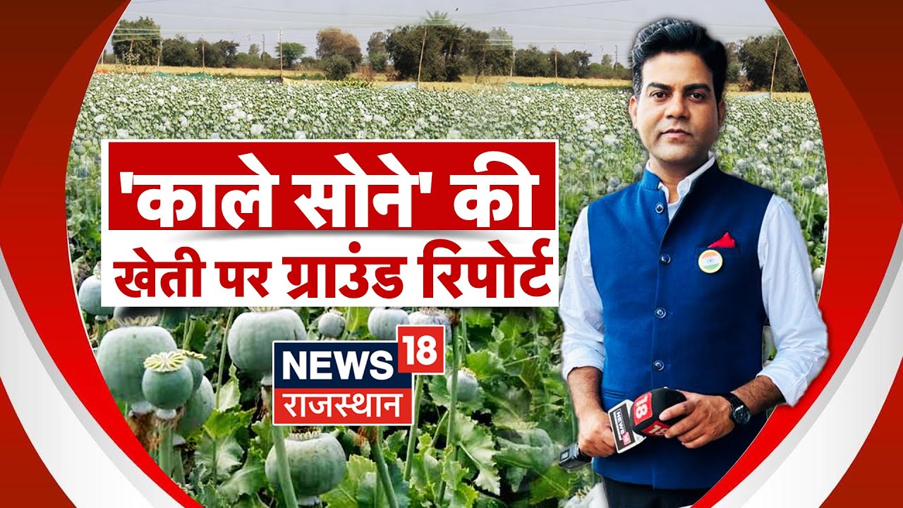Rajasthan News : काले सोने की खेती पर Ground Report | Doda | Afeem Ki ...