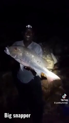 big snapper i don't owned the copyright to the music in the background ...