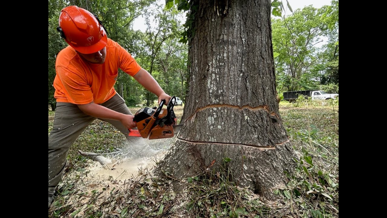 HOW TO AIM & DROP A LARGE TREE: tree felling - YouTube