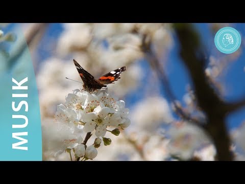 Die vier Elemente der Natur – Musik und Naturfotos von Bruno Gröning Freunden