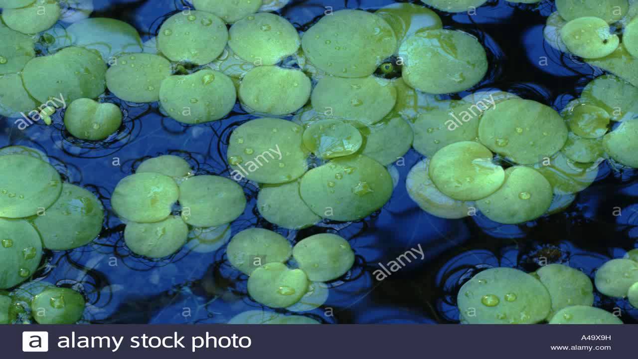 12 Amazon Frogbit Limnobium Laevigatum Live Aquarium Aquatic Floating ...