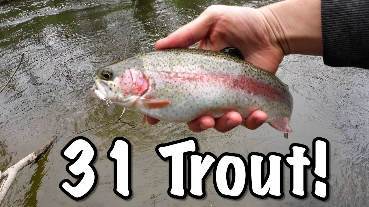 31 Trout Caught In ONE DAY | 60 Days of Trout Fishing | Day 14 - YouTube
