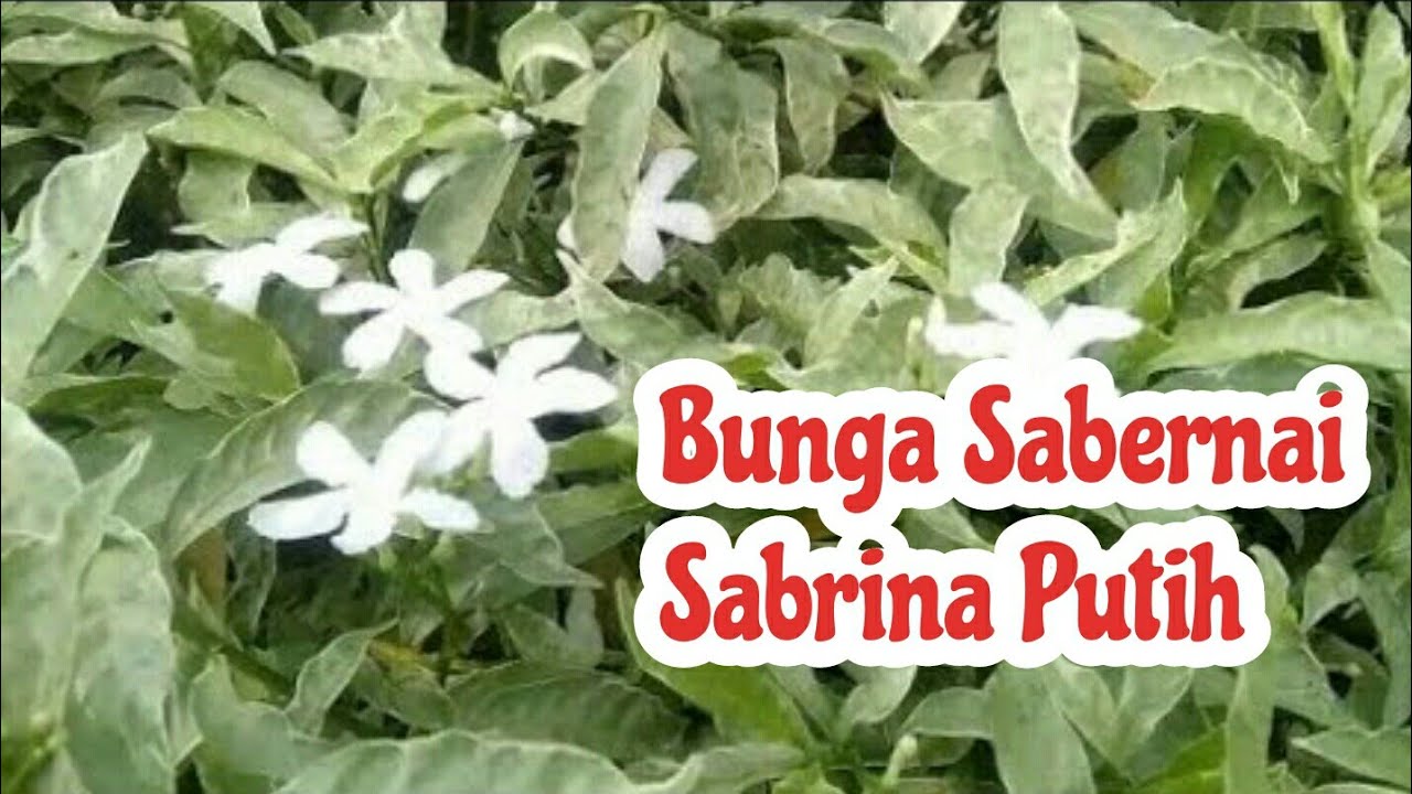 Bunga Sabernai Putih(Bunga Sabrina) - YouTube