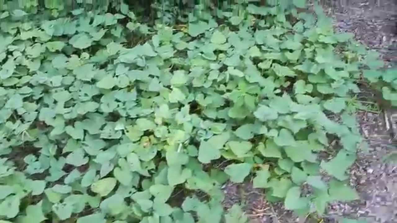 Potato Vine As Ground Cover Ornamental Sweet Potato Plant Hi Res Stock