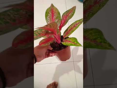 hot hot hot panas sekali yee Aglonema hotlady #aglonema #aglonemahotledy #aglonemaindonesia