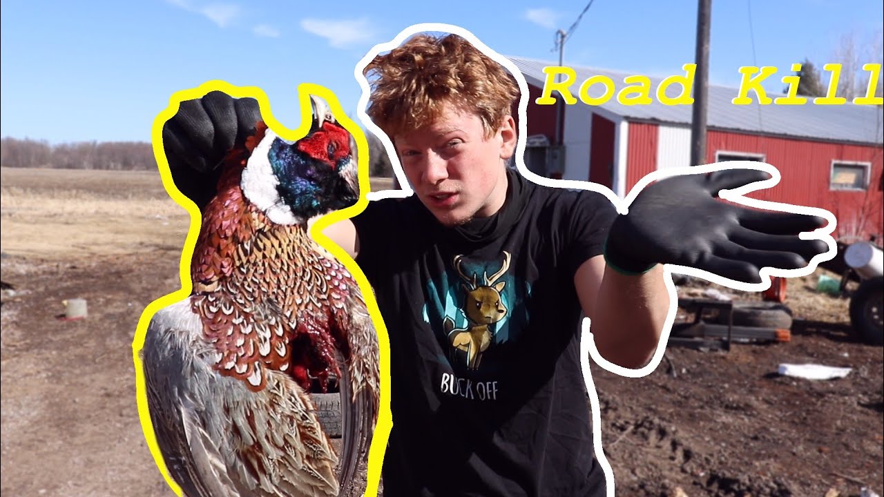 Eating Pheasant ROAD Kill - Pheasant Hunting DISASTER - Can he fit in ...