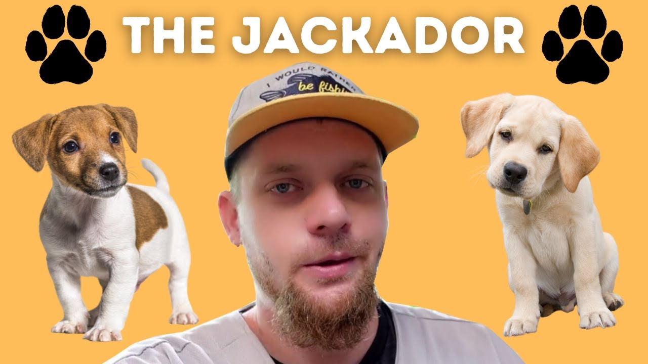 The Jackador: Labrador Jack Russell Terrier Mix Breed - YouTube
