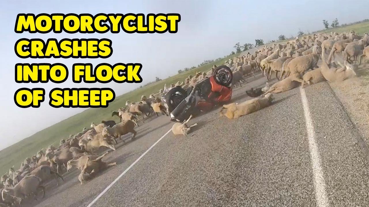 Motorcyclist Crashes Into Huge Flock Of Sheep - YouTube