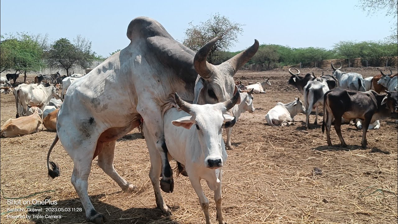 world famous kankrej cow & original kankrej Bull - YouTube