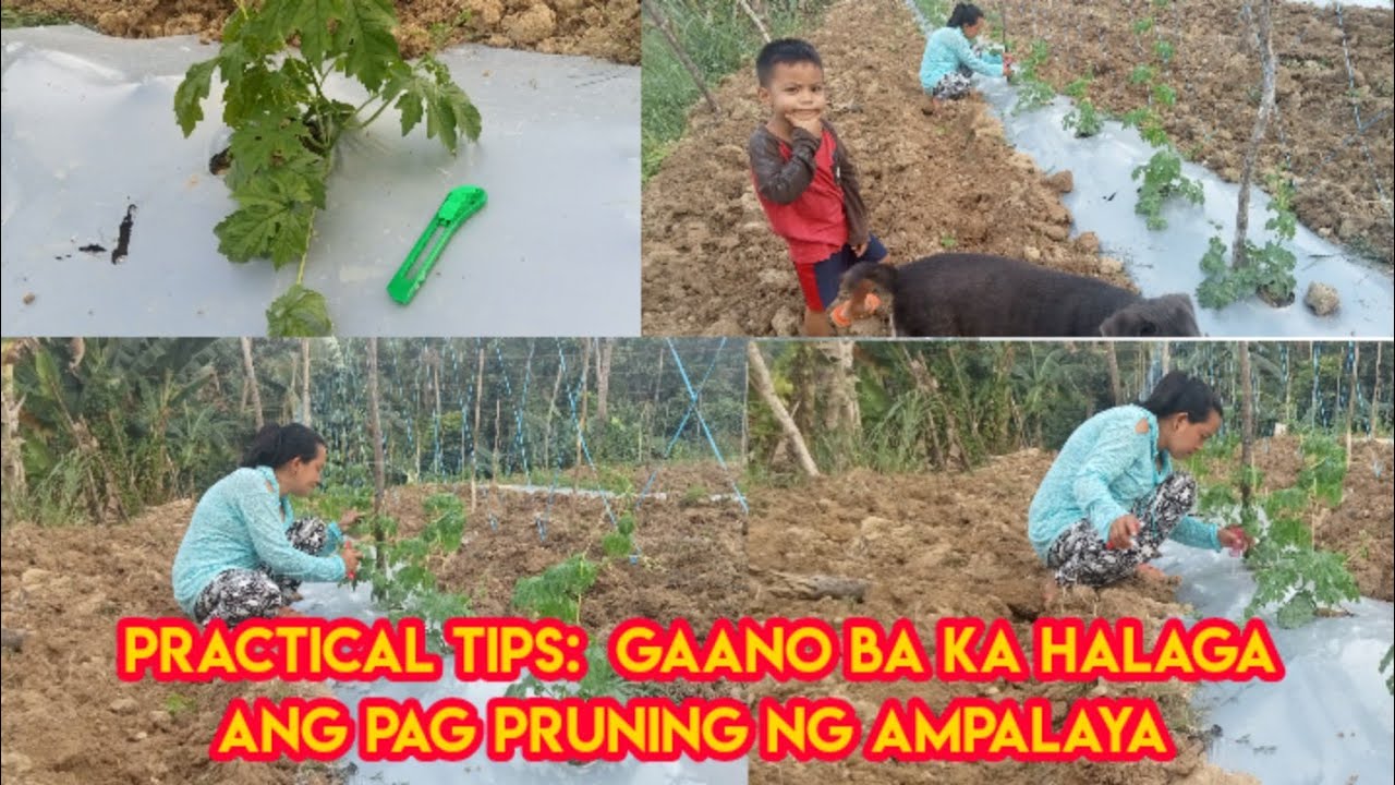 PAANO BA MAG PRUNING NG AMPALAYA - YouTube