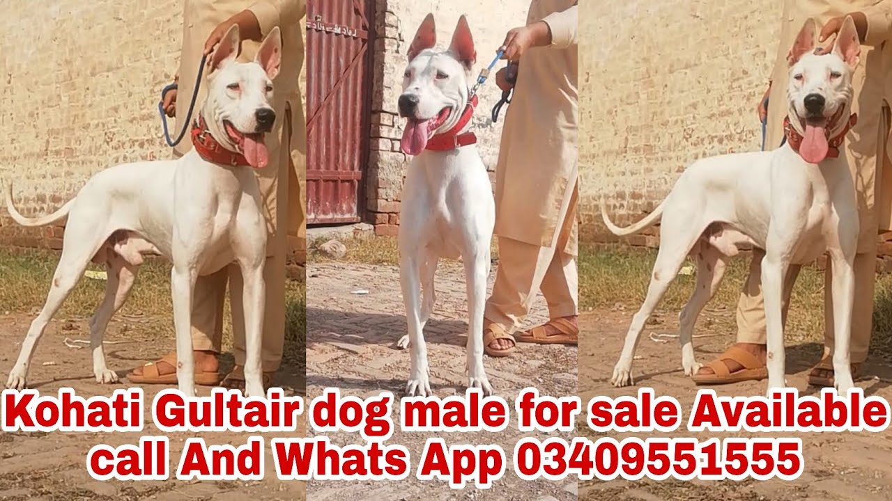 #Kohati #Gultair #Dog Male For Sale Available Call And Whats App ...