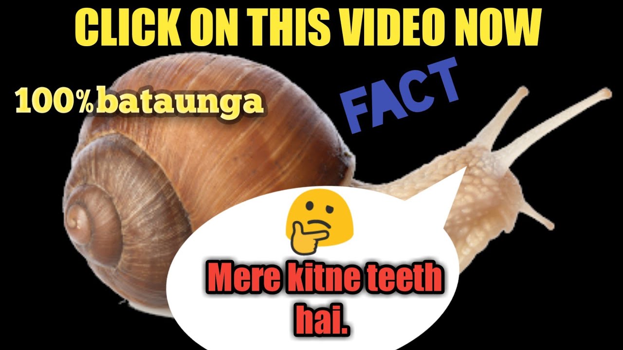 Are you know how many teeth consist snail. COMBINE FIRST!! - YouTube