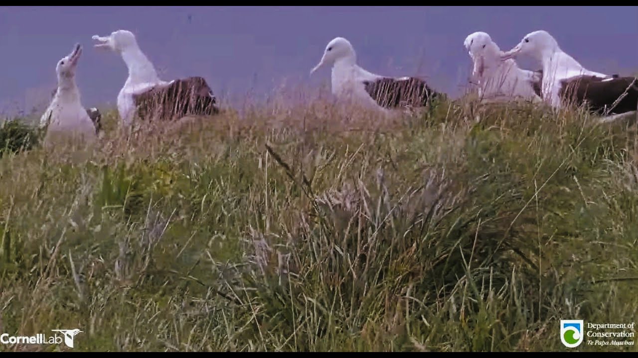 Royal Albatross - Albies gathering ... One couple is reunited and ...