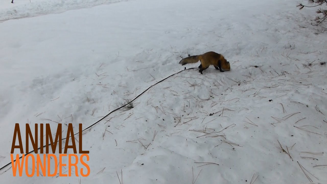 Fox Walk with a GoPro - YouTube
