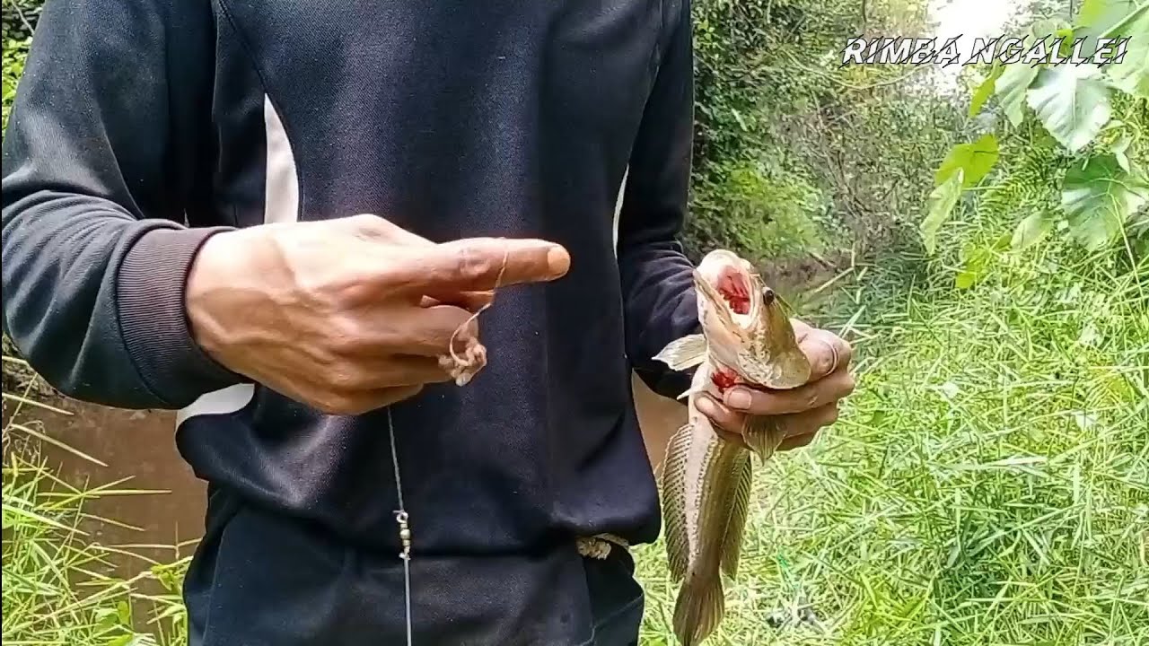 sekali kali pake umpan cacing (@rimbangallei1305 ) #sambaran # ...