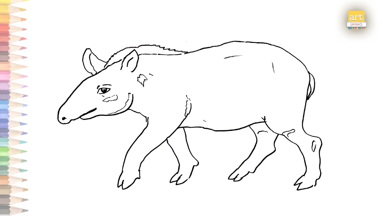 Tapir drawing 05 | How to draw A Tapir drawing step by step | Animal ...
