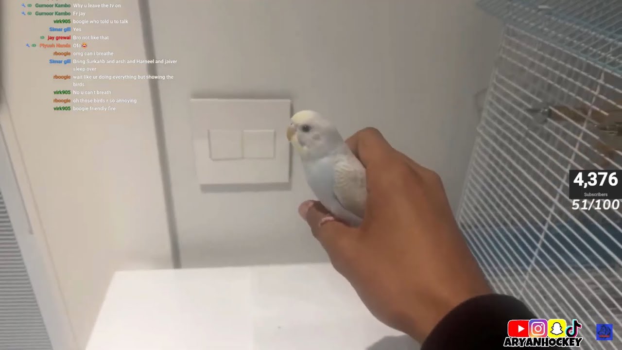 NEW PET BIRD + VIEWERS REPORT CARDS + PRANK CALLS | GRINDING 4 STREAMER ...