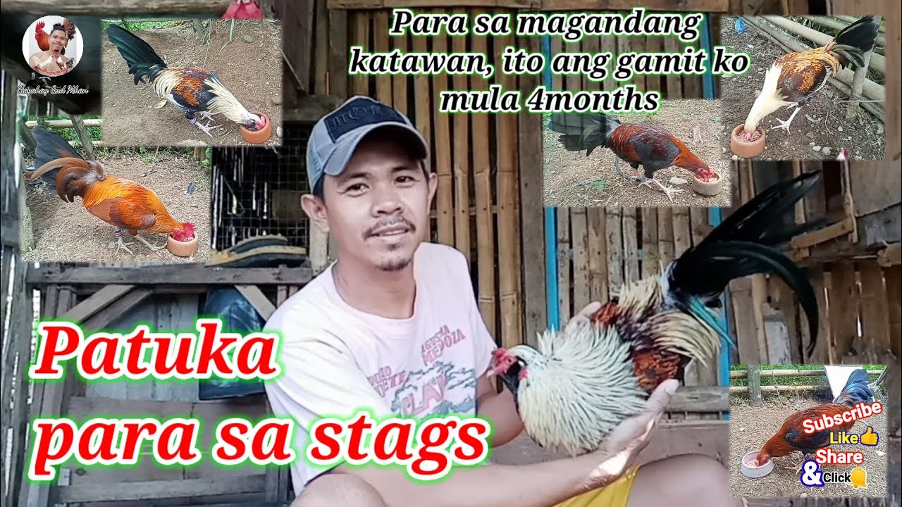 Patuka para sa stags / mula 4months - YouTube