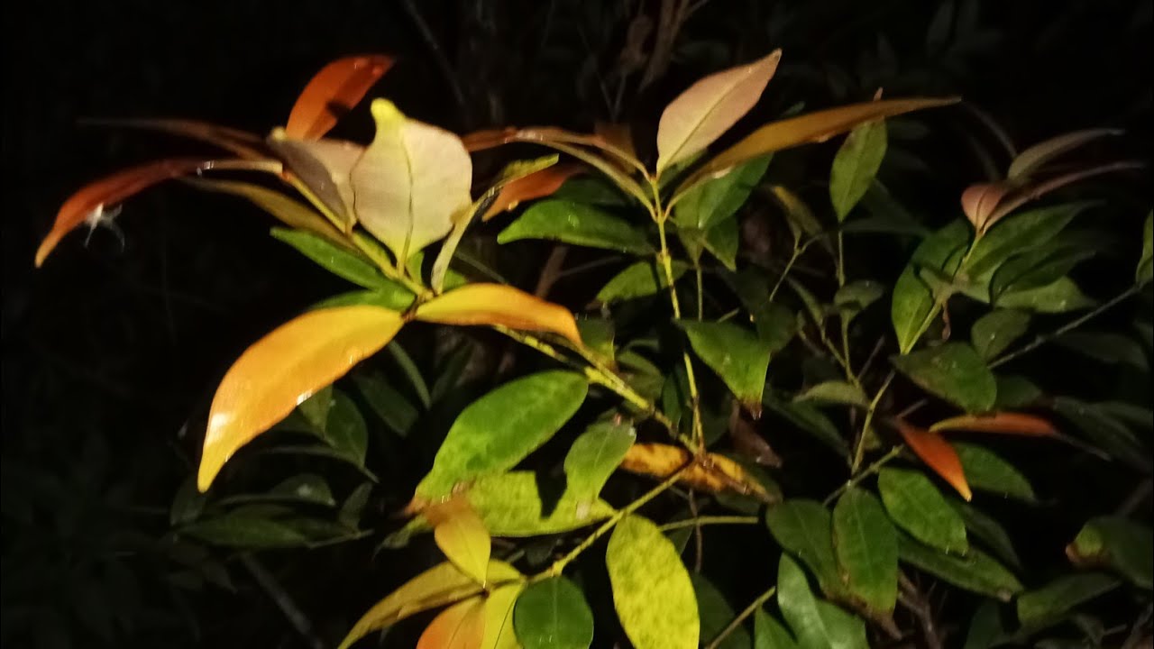 telusuri Alam Daun jambu Bol Terapi Suara air mengalir dihiasi pohon ...