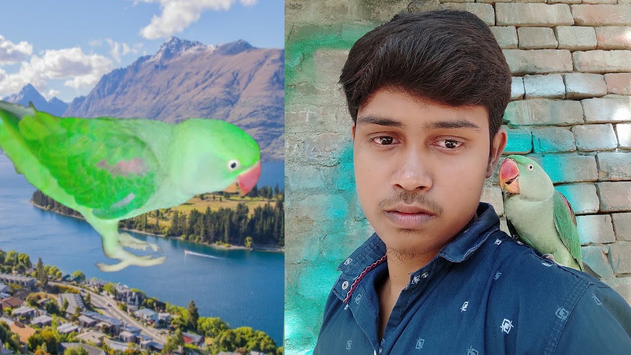 Parrot mithu Pakhi funny video | Pakhi | Mithu | মিঠু তোতা পাখি ...