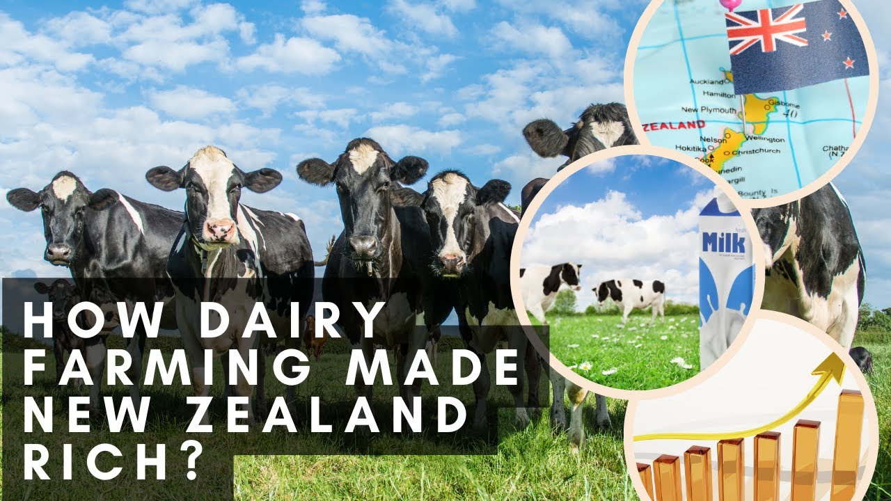 How Dairy Farming Made New Zealand Rich - YouTube