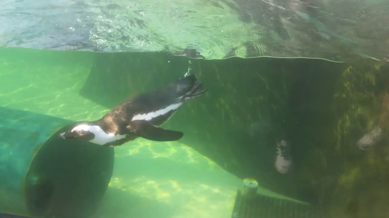 Penguins at 6 flags - YouTube