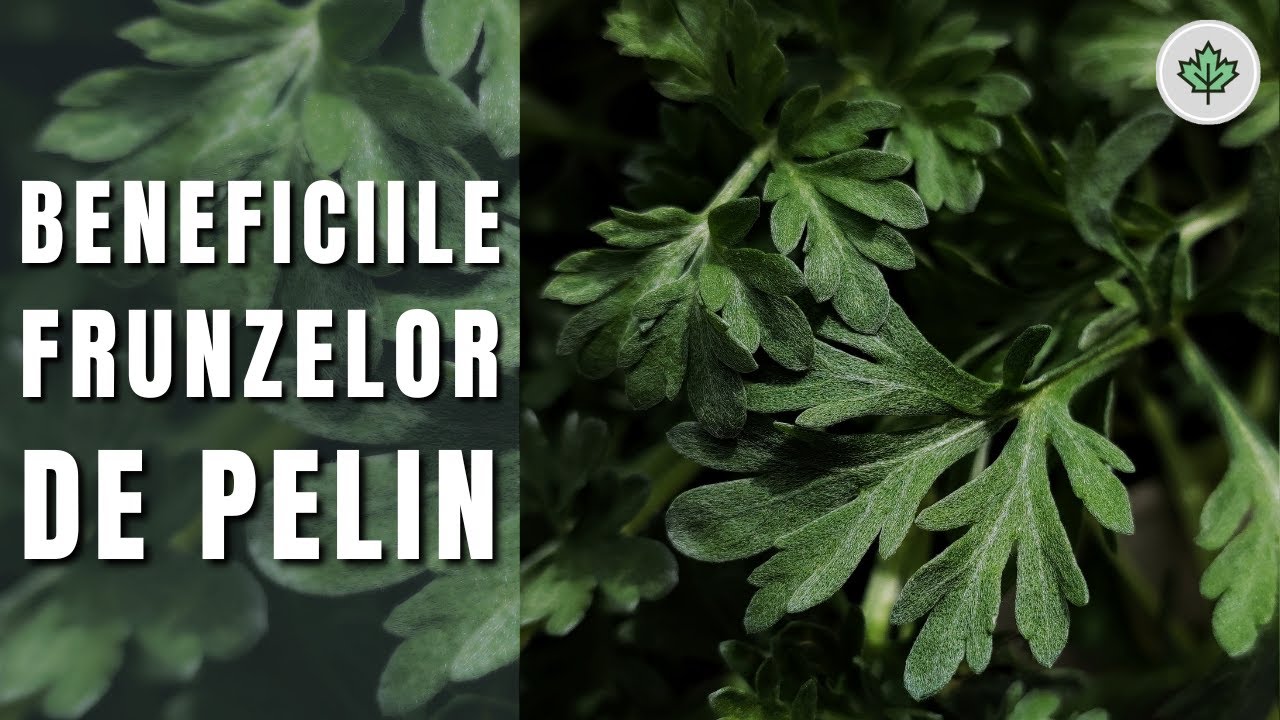 Pelinul - cum se consuma și ce beneficii are. La ce îl poți folosi în ...