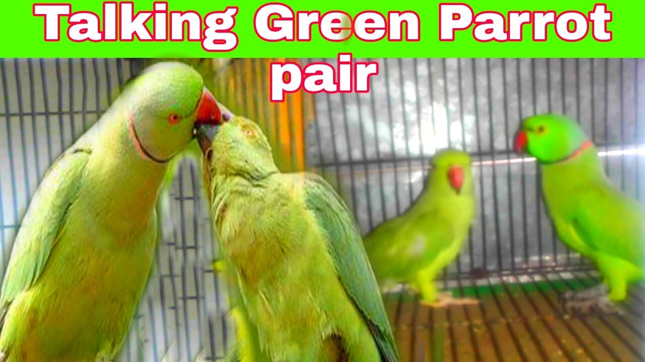 Ringneck Green parrots pair Green talking parrot pair - YouTube