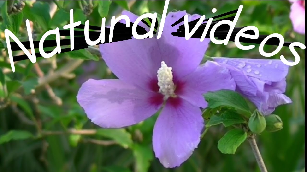 Natural videos - YouTube