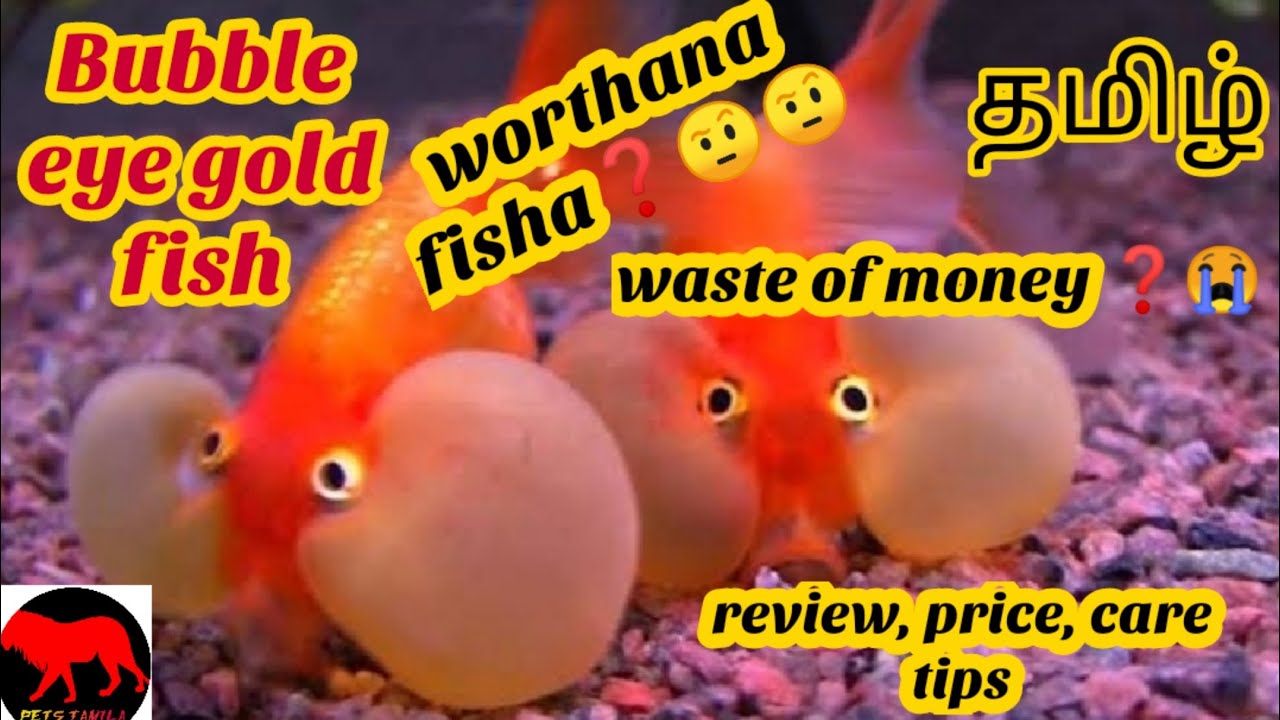 Bubble eye gold fish in tamil/bubble eye gold fish/gold fish/petstamila ...
