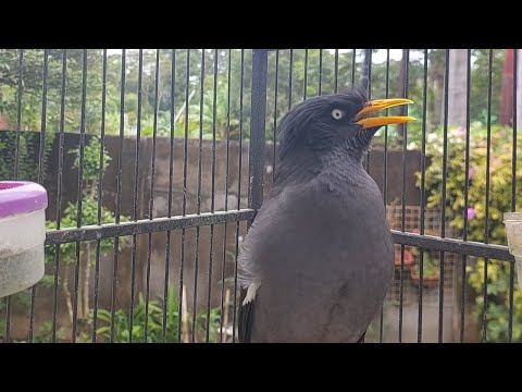 JALAK KEBO GACOR | SUARA KHAS JALAK KEBO MASTERAN JALAK GACOR Eps 847