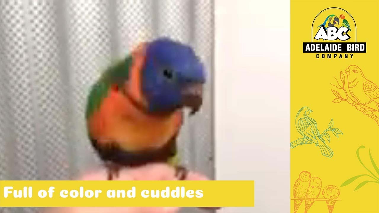 Red Collar Lorikeet | Adelaide Bird Co - YouTube
