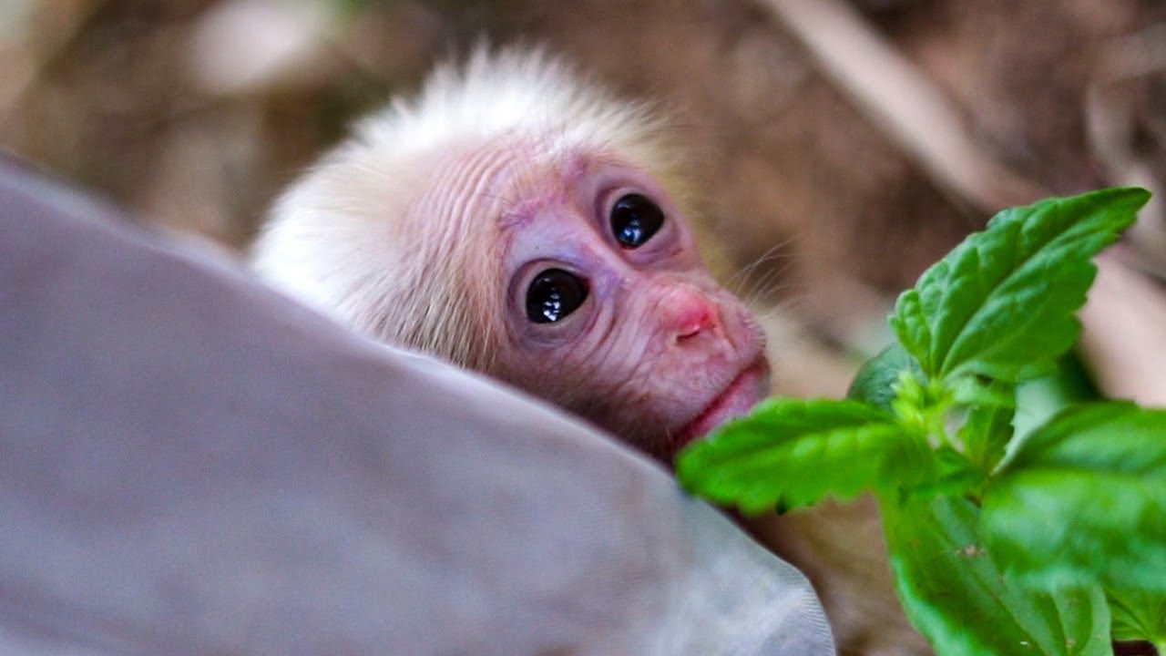 So pitiful eyes and sadly face - YouTube