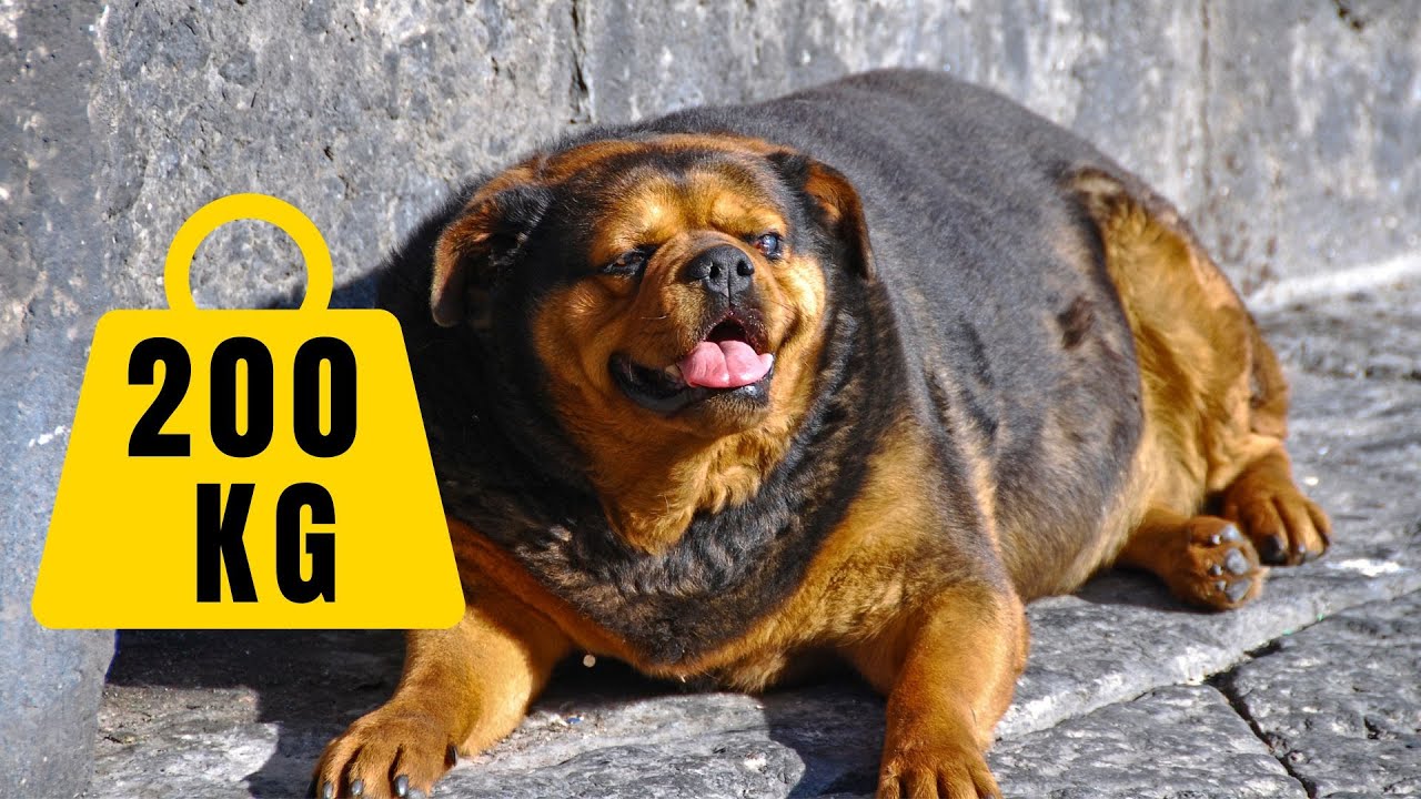 ¿QUE HAGO SI MI PERRO ESTA GORDO? 3 CONSEJOS PARA ELIMINAR LA OBESIDAD ...