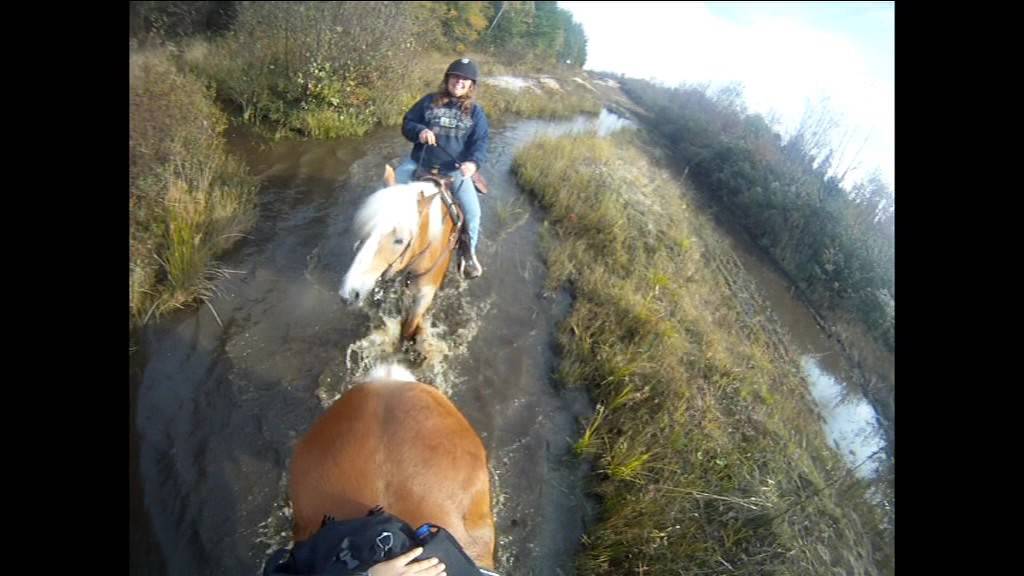 haflinger sun-shine hommage - YouTube