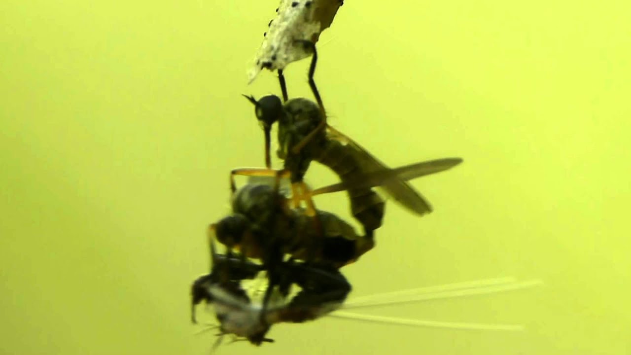 Mating Empidid Dance Fly with Nuptial Gift オドリバエの交尾から別れまで - YouTube